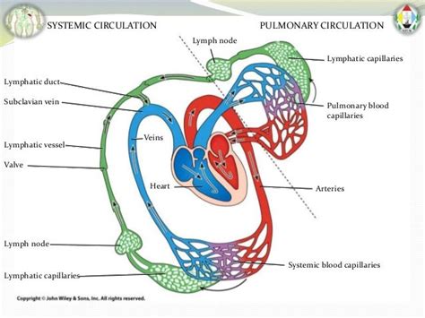 Lymphatic Drainage Of Whole Body By Faisal Azmi