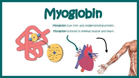 What Is The Meaning Of Myoglobin Knowledge Chengdu VACURE Biotechnology Co Ltd