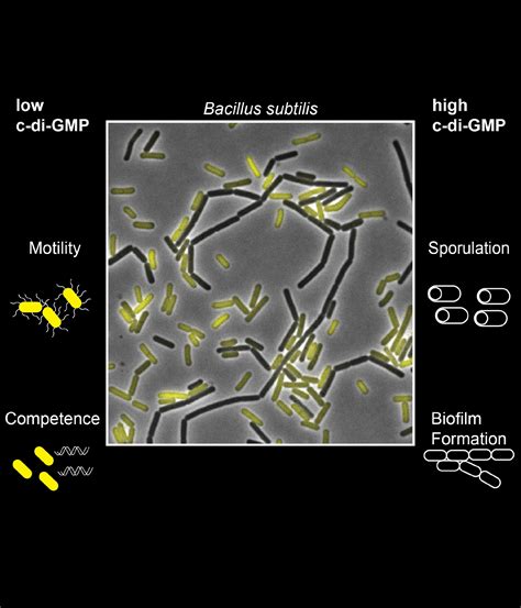 Bacillus Subtilis Microscope