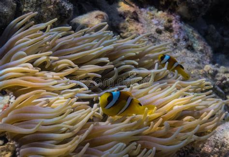 Two Anemone Fish In Their Anemones At The Seabed Stock Image Image Of