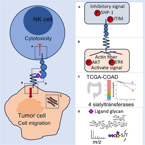 Bidirectional Signals Generated By Siglec 7 And Its Crucial Ligand Tri Sialylated T To Escape Of