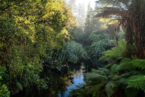 Premium Photo The Thick Lush Native Bush Walking Around Lake Matheson