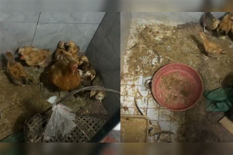 父母担心鸡在乡下冻坏，带到城里新房卫生间圈养，儿子态度太惊讶