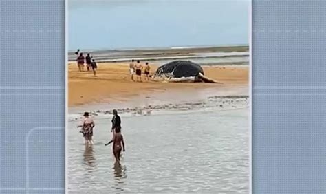 Baleia jubarte é encontrada morta em praia do sul da Bahia Muita