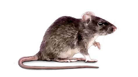 Roof Rat Identification Prevention And Control