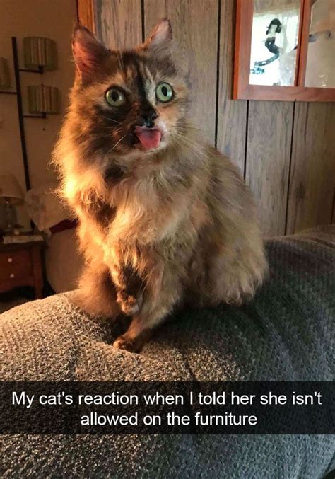 Funny Cat Snap Funny Cats And Dogs Cats Funny Cats