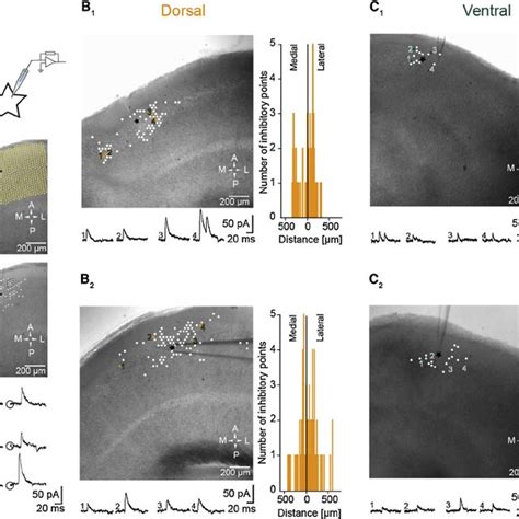 Properties Of Basal Inhibitory Synaptic Transmission A Spontaneous
