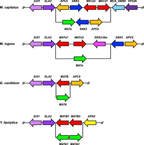 Organization Of The Mating Type Loci In M Capitatus M Ingens G