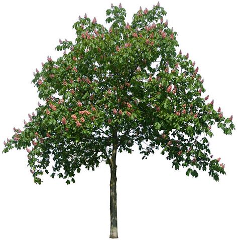 310개 이상의 Aesculus × Carnea 스톡 사진 그림 및 Royalty Free 이미지 Istock