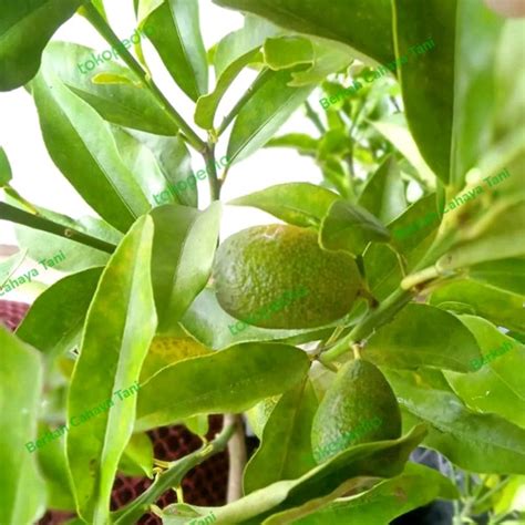 Jual Pohon Jeruk Nagami Kondisi Berbuah Bibit Tanaman Tabulampot Jeruk