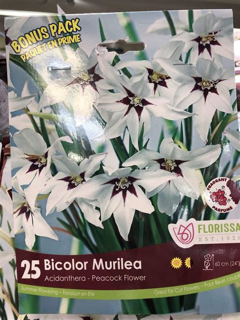 Spring Bulbs Acidanthera Bicolor Murilea Peacock Flower Florissa Blue