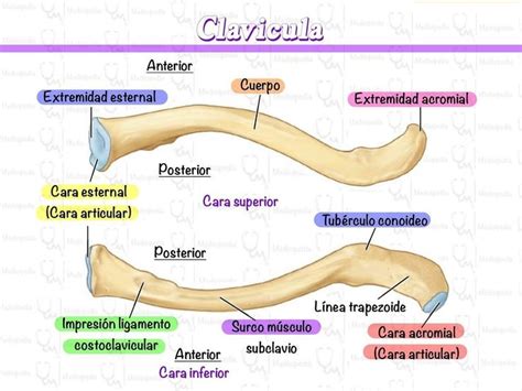 Medicipedia 🩺 🏻 On Instagram Anatomía De La Clavícula 🔩 🗣️la