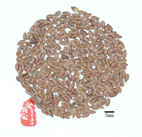 亚麻子 河北百草康神药业有限公司中药材中药饮片根茎类