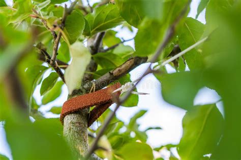Tied Up Tree Seedling Close Up Leather Padding To Prevent Damage To Tree Bark Stock Photo