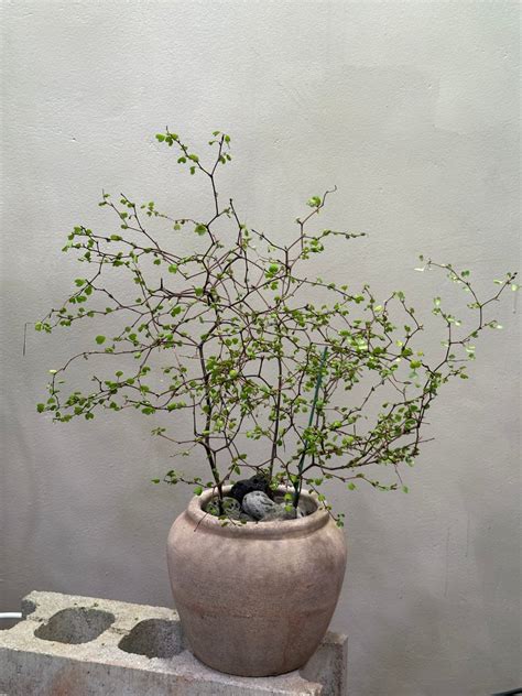 아레카 야자 선물용 화분 중 배민 장보기∙쇼핑