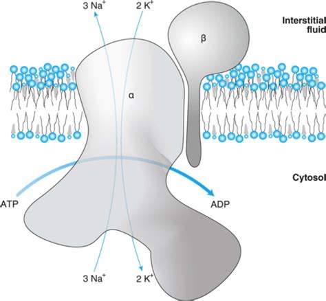 Neural Control Of Movement Flashcards Quizlet