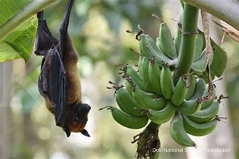 Seputar Virus Nipah Tertular Dari Kelelawar Buah Hingga Sebabkan