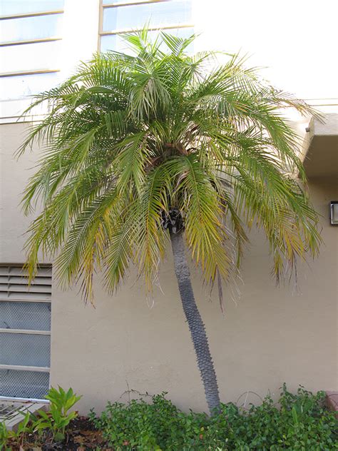 Selectree A Tree Selection Guide Artofit