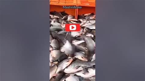 Etna Sara Machi 🐟🐟shorts Mastvideosa Youtube
