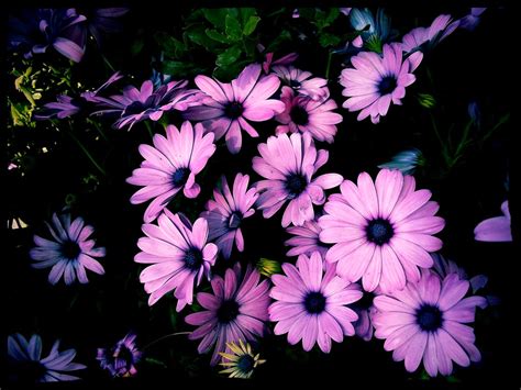 Flor de Ostio | Flickr