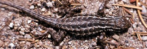Sagebrush Lizard Yellowstone National Park U S National Park Service