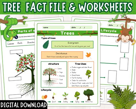 Parts Of A Tree Labeling Activity Tree Life Cycle Worksheet Tree