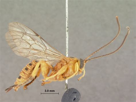 Xanthopimpla Octopunctata Waspweb