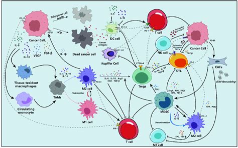 A Schematic Overview Of The Mechanisms Of The Tumor Immunosuppressive