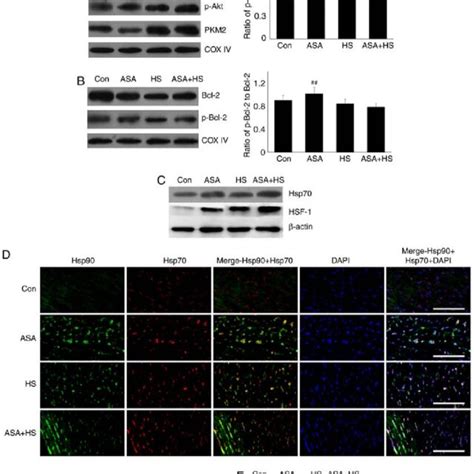 Effect Of Hsp90 Functional Inhibition On The Mitochondrial And Download Scientific Diagram