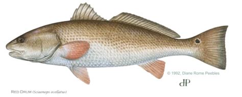 State Redfish Laws Size And Bag Limits Salty