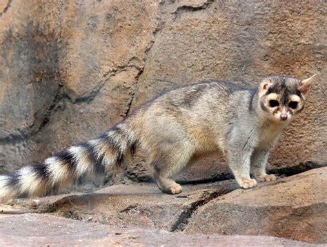 Ringtail