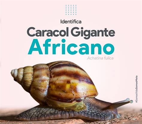 Alerta Por Presencia De Caracol Gigante Africano En El Meta Stereo