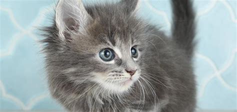メインクーンの性格とは 特徴や人気の毛色飼いやすさなどを紹介猫図鑑ペッツファースト公式サイト