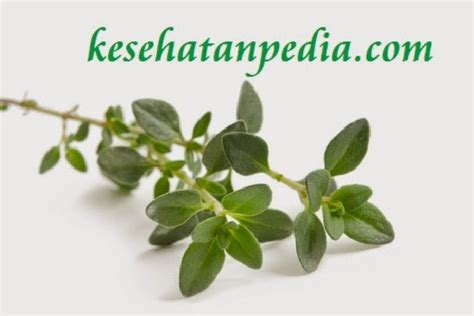 Manfaat Daun Thyme Bagi Kesehatan Kesehatanpedia