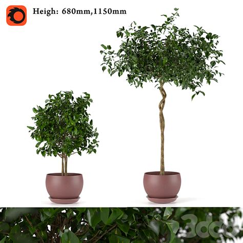 Фикус бенджамина - Ficus benjamina - Комнатные - 3D модель