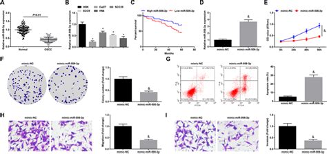Elevating MiR 506 3p RestrainsCal27 Cell Progression A RT QPCR For The