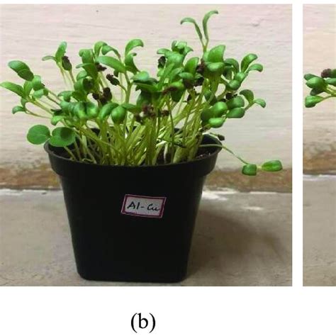 Hplc Chromatogram A Dye Solution B Treated Dye Solution Mass