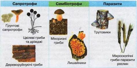 Підібємо підсумки Гриби Біологія 6 клас Костіков