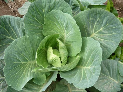 ALTERNATIVA ECOLÓGICA CULTIVO DE COL