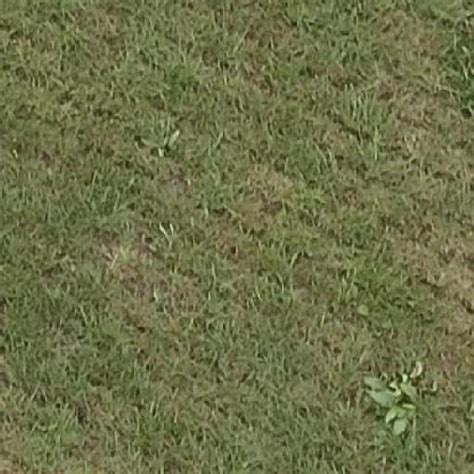 Weed Detection Object Detection Dataset And Pre Trained Model By Weed