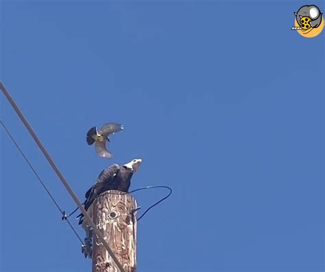 این پرنده کوچک مزاحم کرکس می شود فیلو