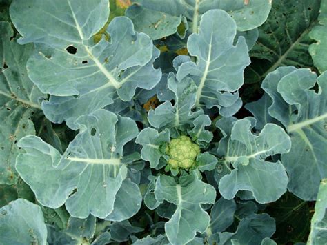 Growing Cauliflower The Complete Guide To Plant Grow And Harvest