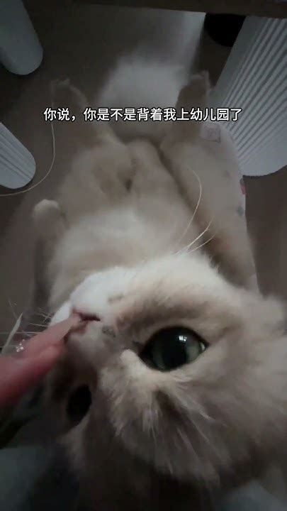咋还背着我偷偷上学呢被猫咪的坐姿萌翻了 它真的好像个小宝宝 这小猫不得给我迷死啊 Youtube
