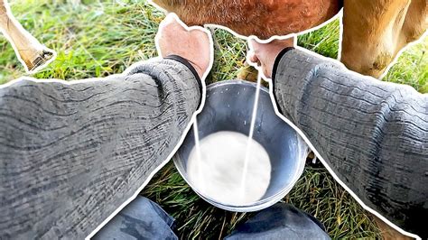 Pov Milking A Cow On Pasture Youtube