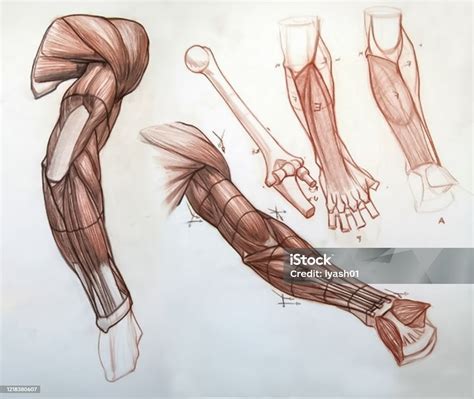 Tutorial To Draw The Muscles And Skeleton Of Person Human Anatomy Body