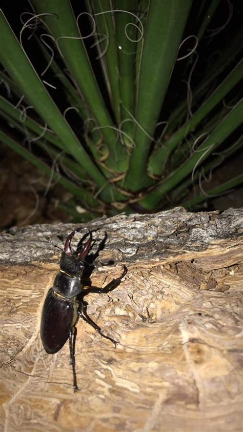 Pat On Twitter C Est Quoi Cet Insecte