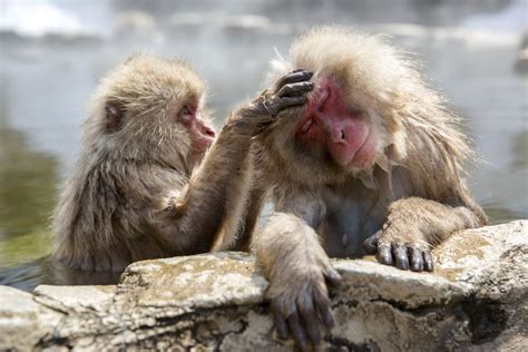 Fur Wool Hair Whats The Difference Live Science