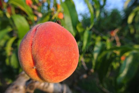 Melocotón Maduro Fresco En árbol En Huerta Del Verano Foto de archivo