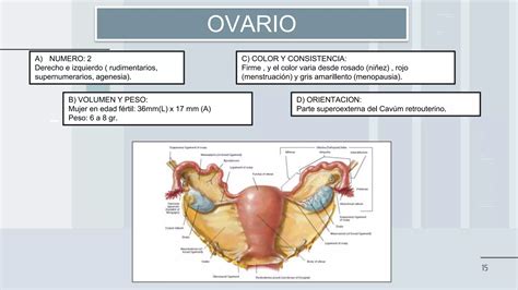 Anatomia Del Aparato Reproductor Femenino Pdf