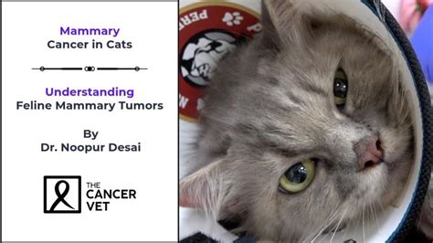 The Cancer Vet On Linkedin Understanding Feline Mammary Tumors
